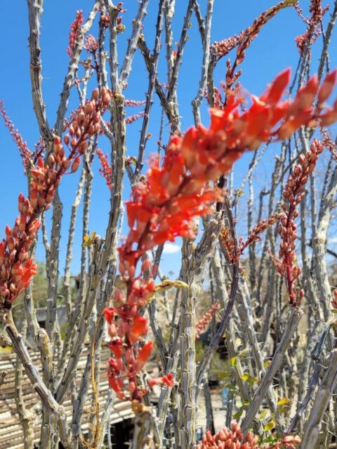 cabot museum in desert hot springs - Visit California and Beyond
