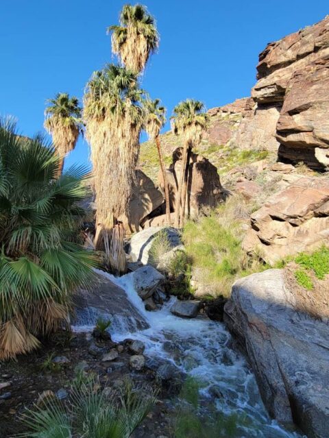 Indian Canyons at Palm Springs - Visit California and Beyond